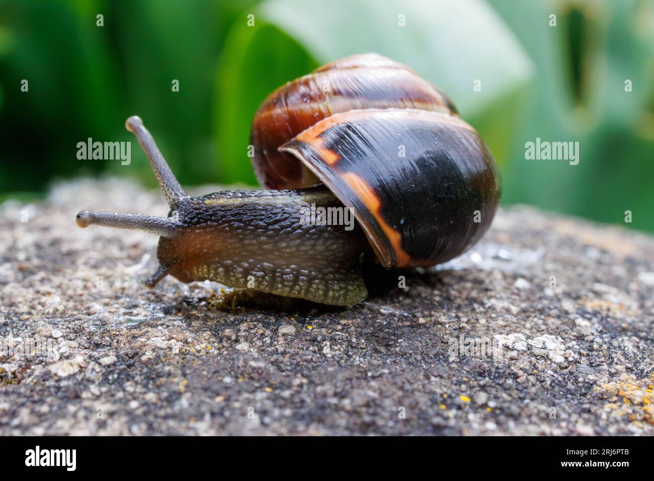 A close-up photograph of a brown and black striped snail crawling ...