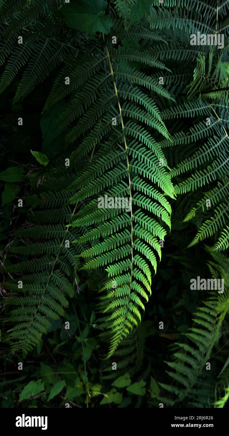 Ferns growing on forest floor hi-res stock photography and images - Alamy