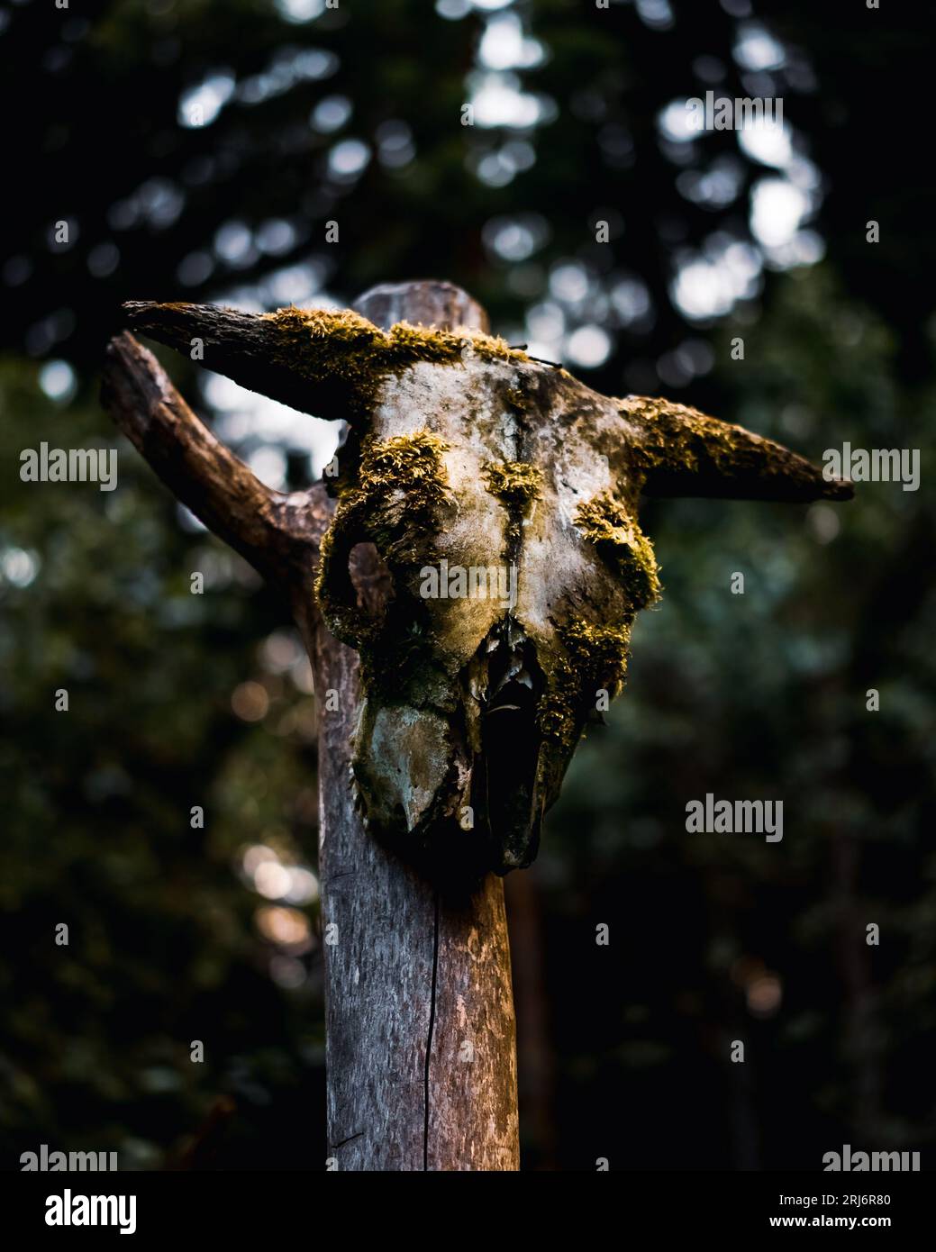 An animal skull of a bull resting atop a tree trunk in a rustic forest ...