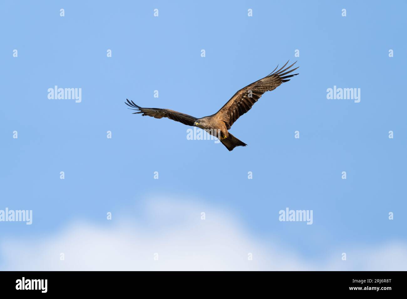 Hawk soars through sky hi-res stock photography and images - Alamy