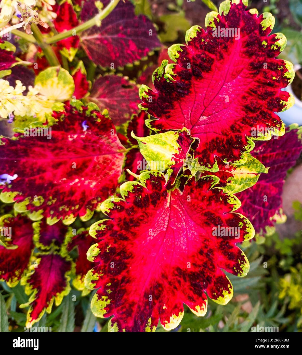 Lush coleus leaves vibrant hi-res stock photography and images - Alamy