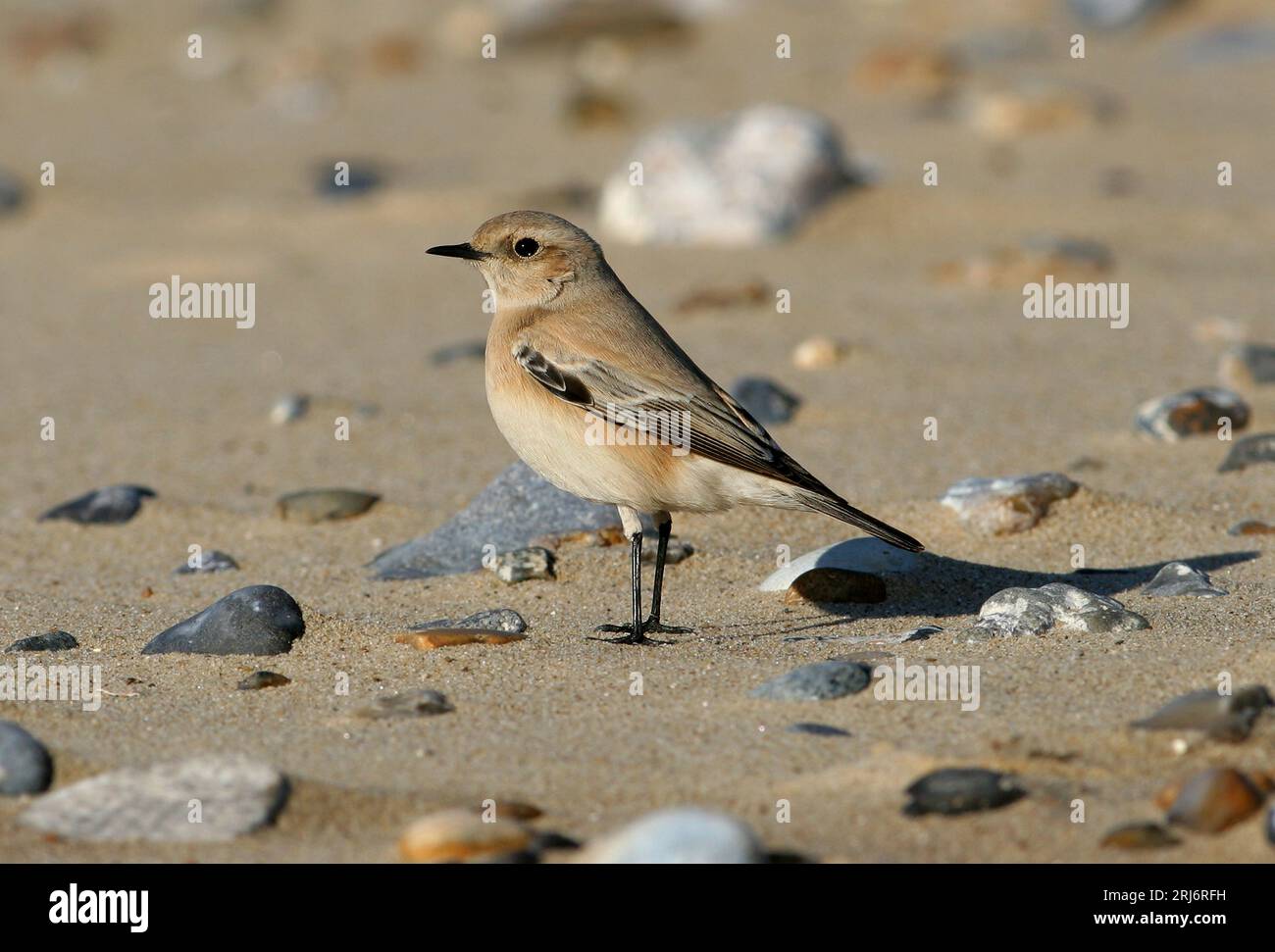 Desert Wheatear (Oenanthe deserti) female standing on beach Eccles-on ...