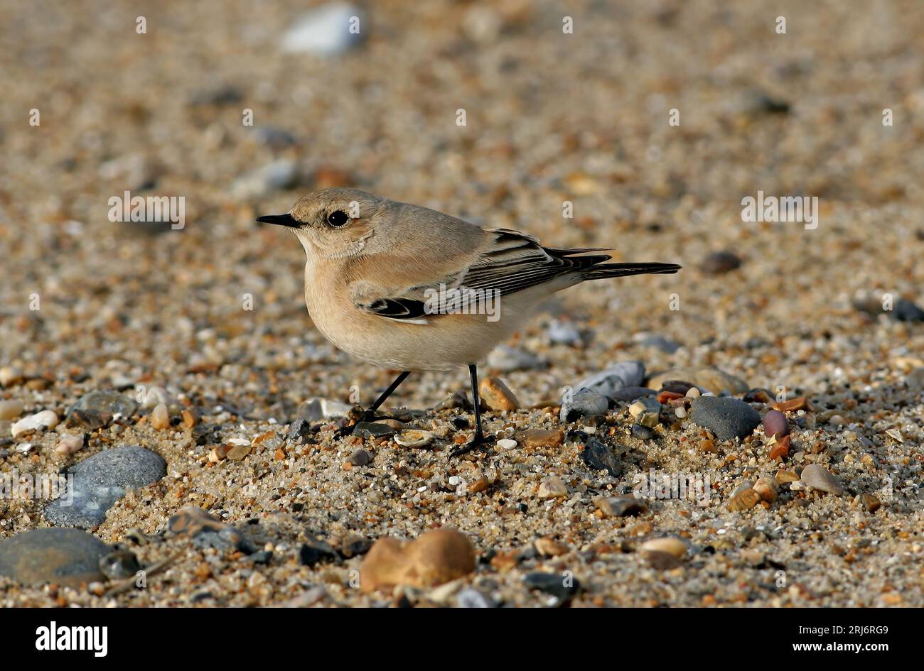 Desert Wheatear (Oenanthe deserti) female standing on beach Eccles-on ...
