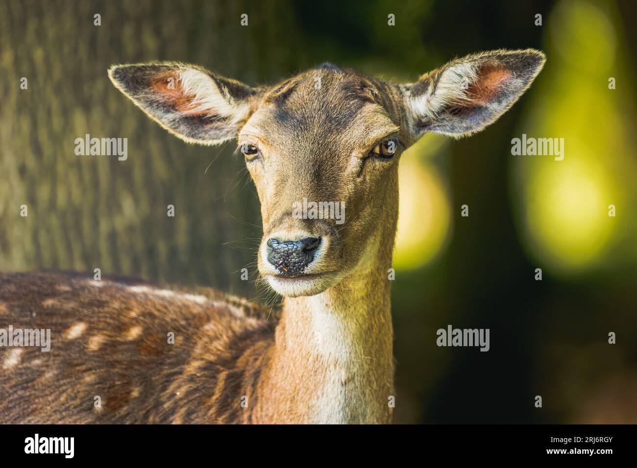 A majestic deer stands proudly in a peaceful, wooded area, surrounded ...
