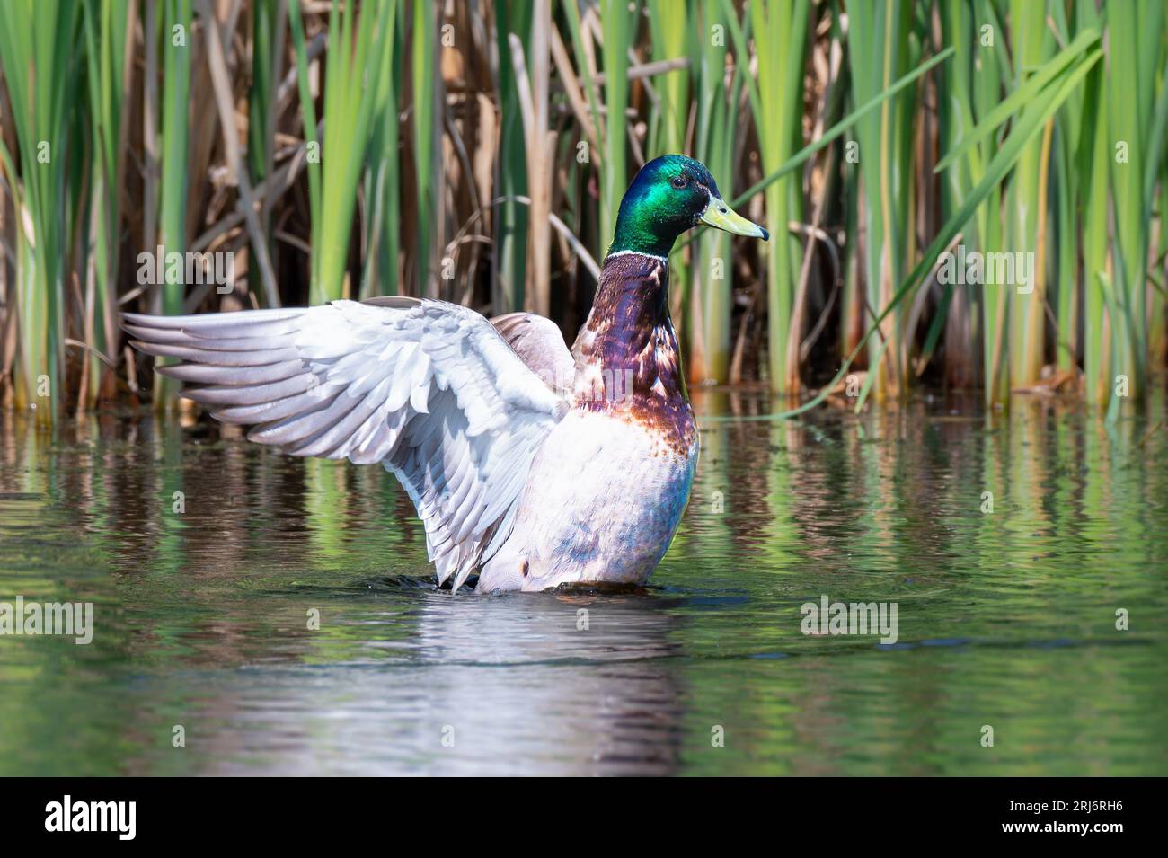 A duck floating on a tranquil body of water with wings outstretched in ...
