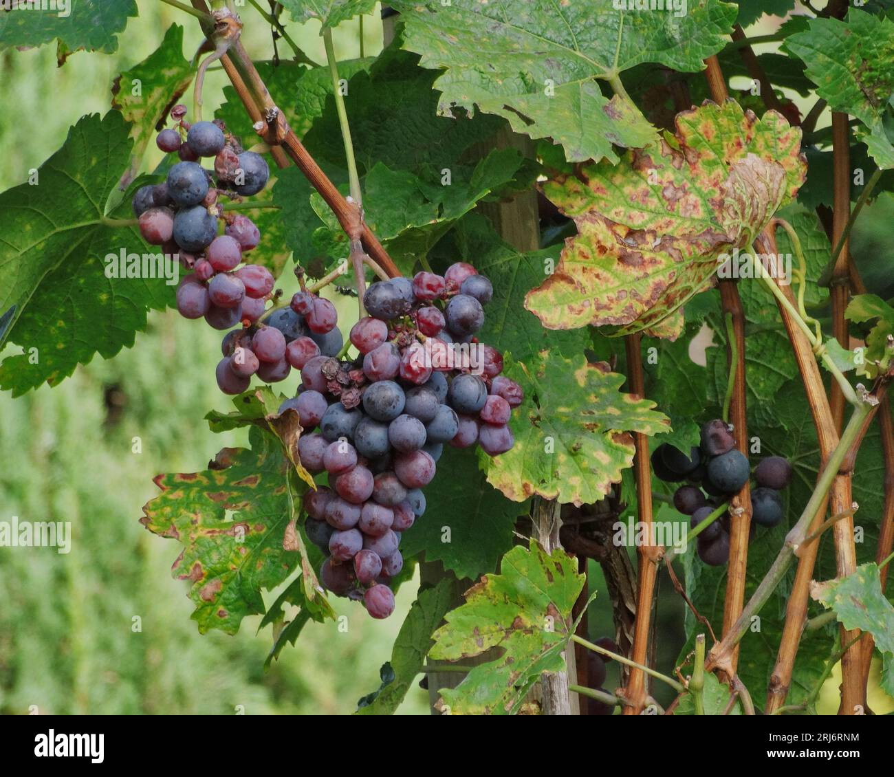 Bunches suspended hi-res stock photography and images - Alamy