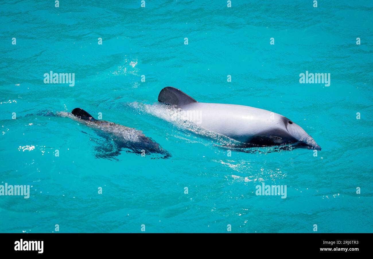 A closeup of a Hector's dolphin with calf in Akaroa Harbour, New ...