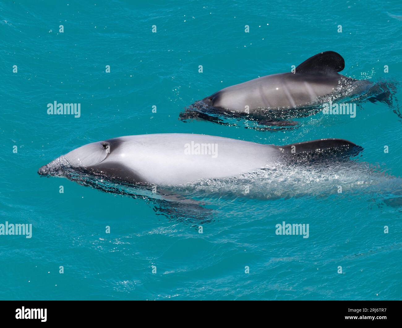 A closeup of a Hector's dolphin with calf in Akaroa Harbour, New ...