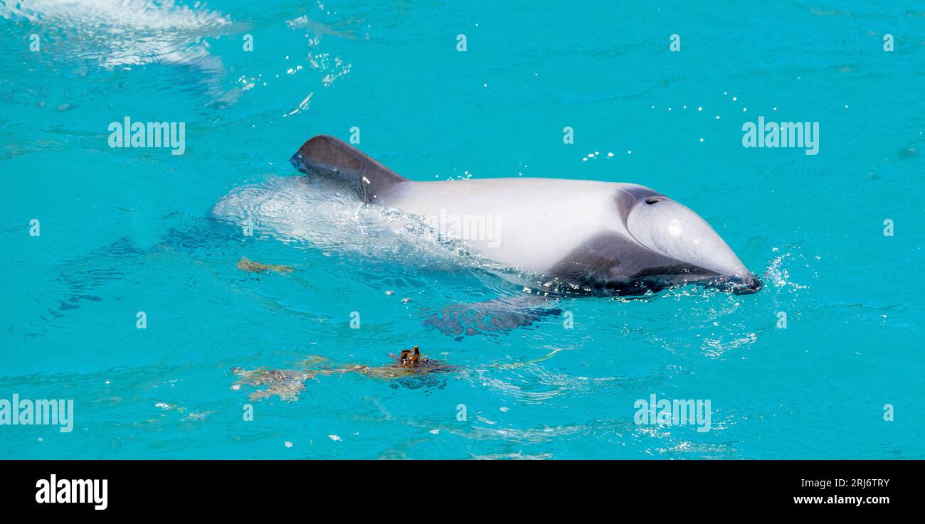 A closeup of a Hector's dolphin with calf in Akaroa Harbour, New ...