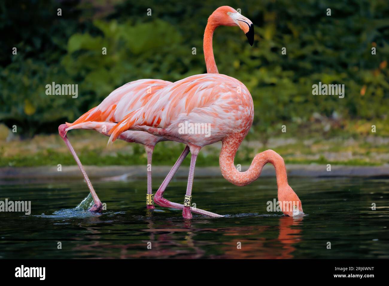 Two flamingos stand alone in a body of water, feeding on the aquatic ...
