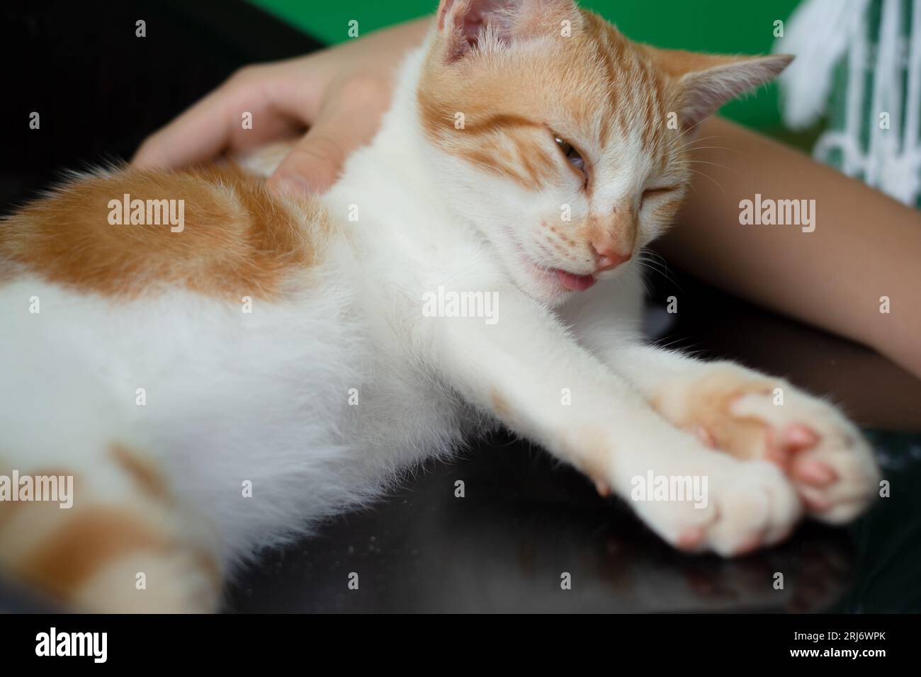 Beautiful tabby kitten enjoying the caresses of its human. Male hand ...