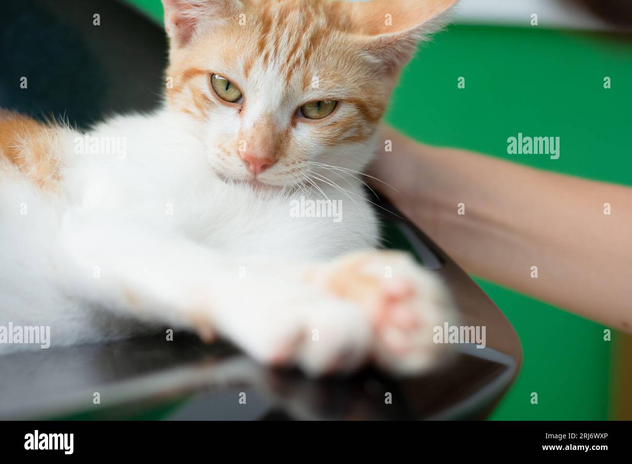 Beautiful tabby kitten enjoying the caresses of its human. Male hand ...