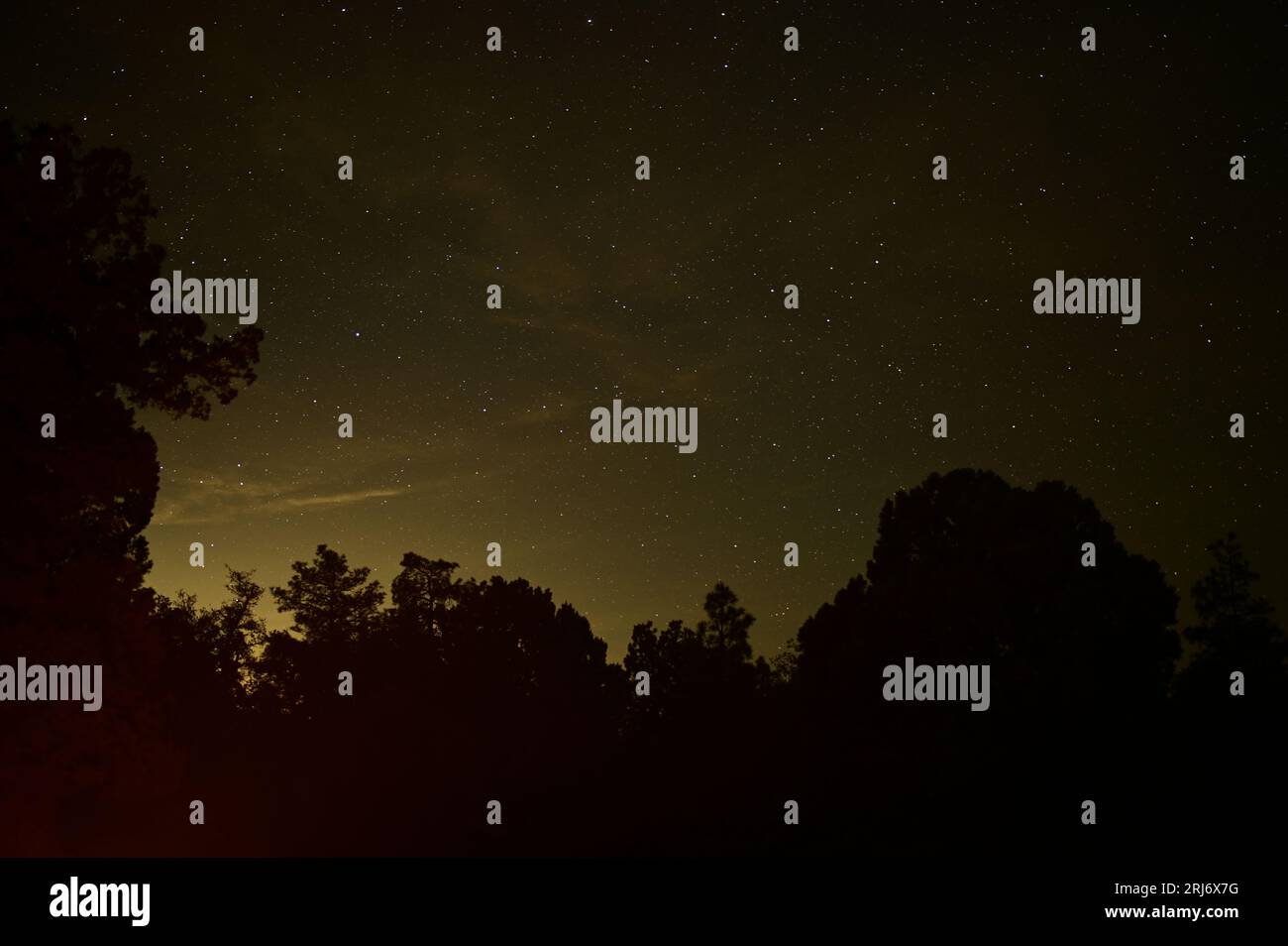 A scenic night view of the horizon, framed by tall trees Stock Photo ...