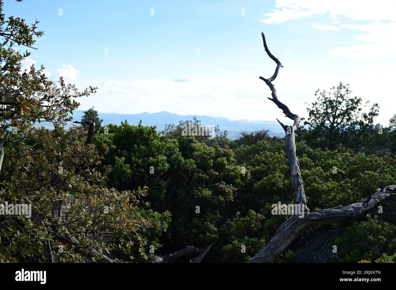 A large, fallen tree is visible in a forested area near a mountain ...