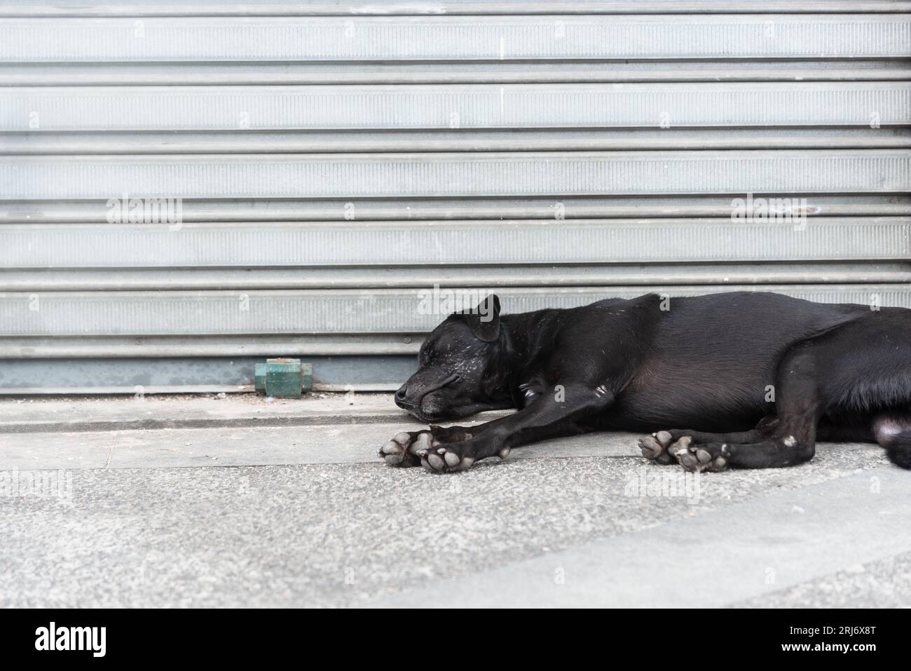 A black dog lying down asleep on a sidewalk in the street. Abandoned ...