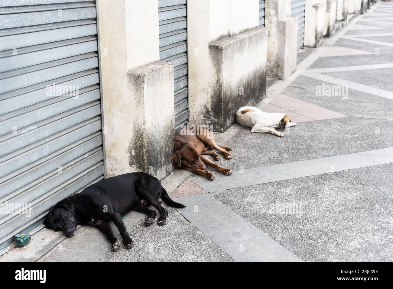Three dogs lying down asleep on a street sidewalk. Abandoned dogs ...