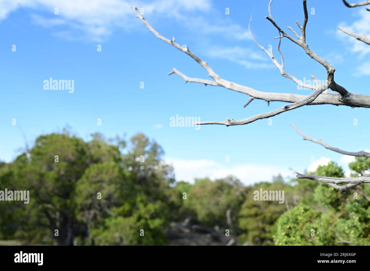 Powerful claws grip hi-res stock photography and images - Alamy
