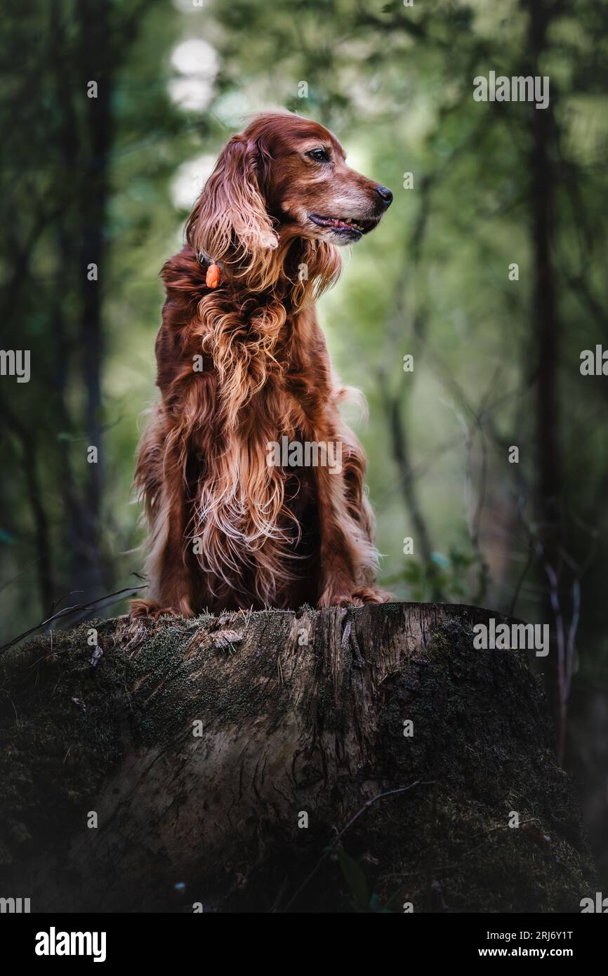 A vertical shot of an Irish Setter breed of dog running joyfully ...