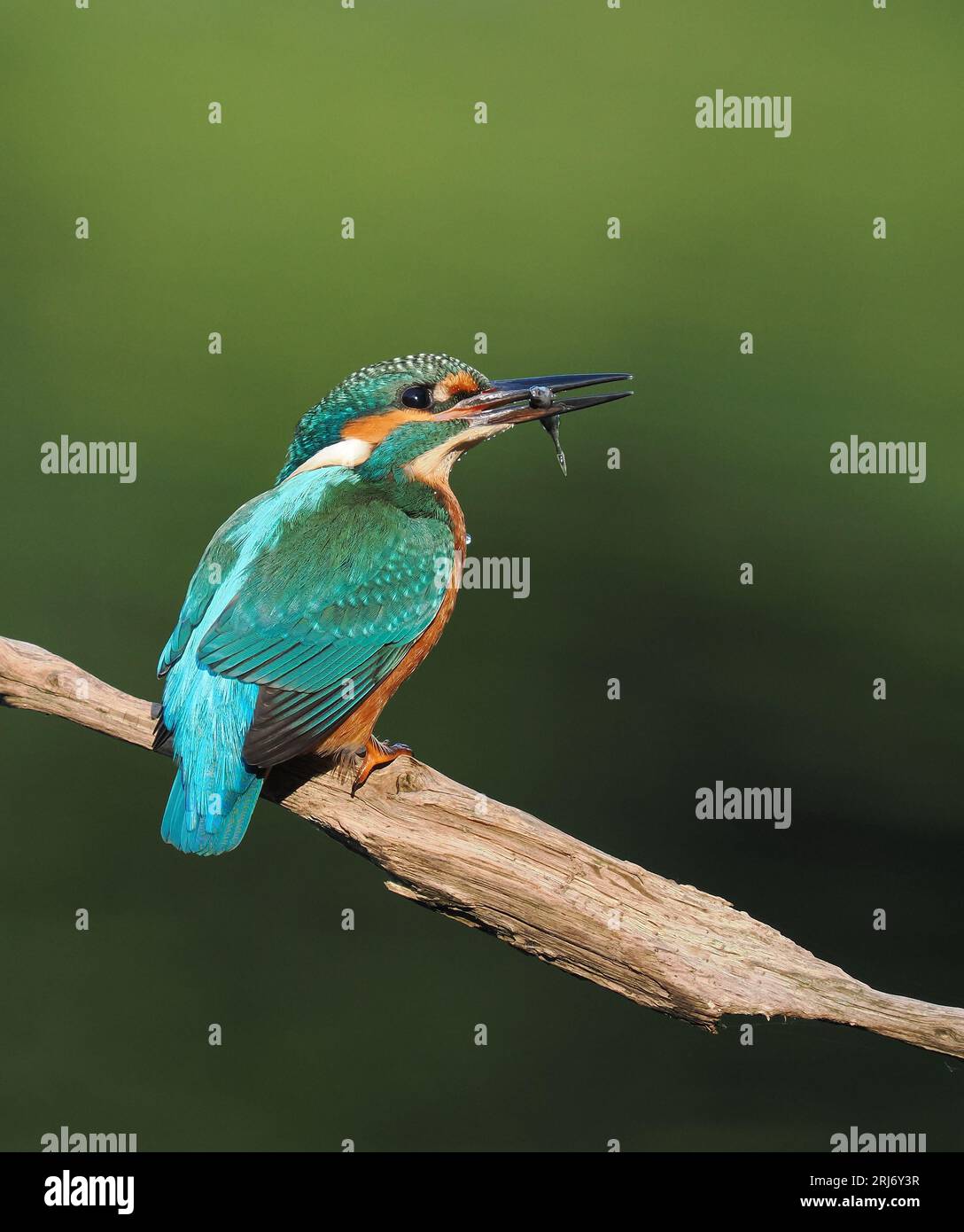 KIngfisher's like to check out perches on their territory, so by ...