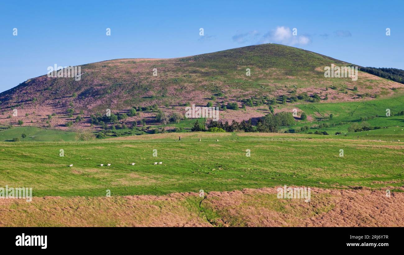 Evening light in May on Mitchell's fold Stone Circle and sheep, with ...