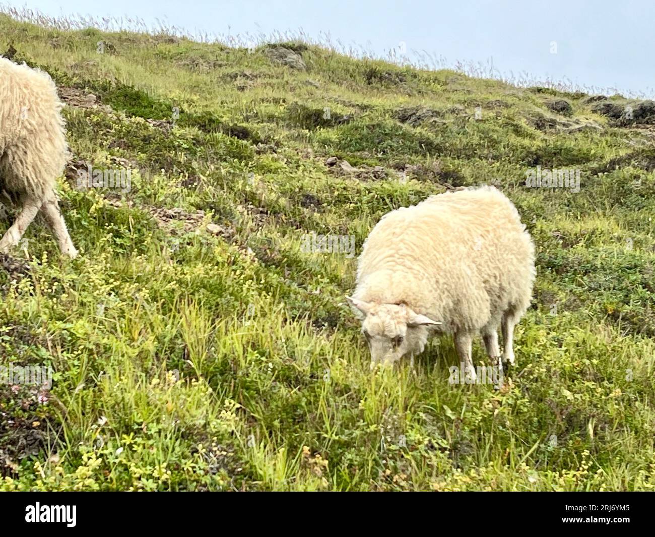 Icelandic sheep grazing on hilltop. The Icelandic[a] is the Icelandic ...