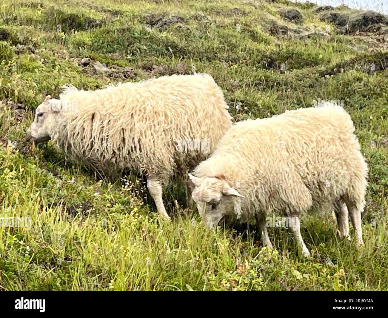 Icelandic sheep grazing on hilltop. The Icelandic[a] is the Icelandic ...