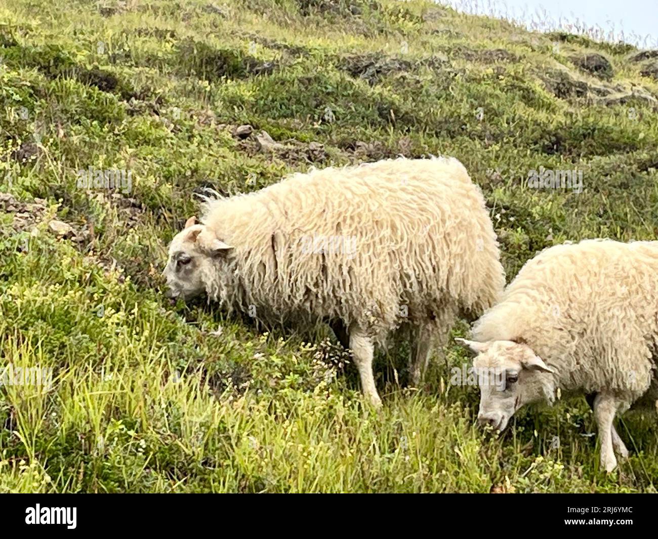 Icelandic sheep grazing on hilltop. The Icelandic[a] is the Icelandic ...