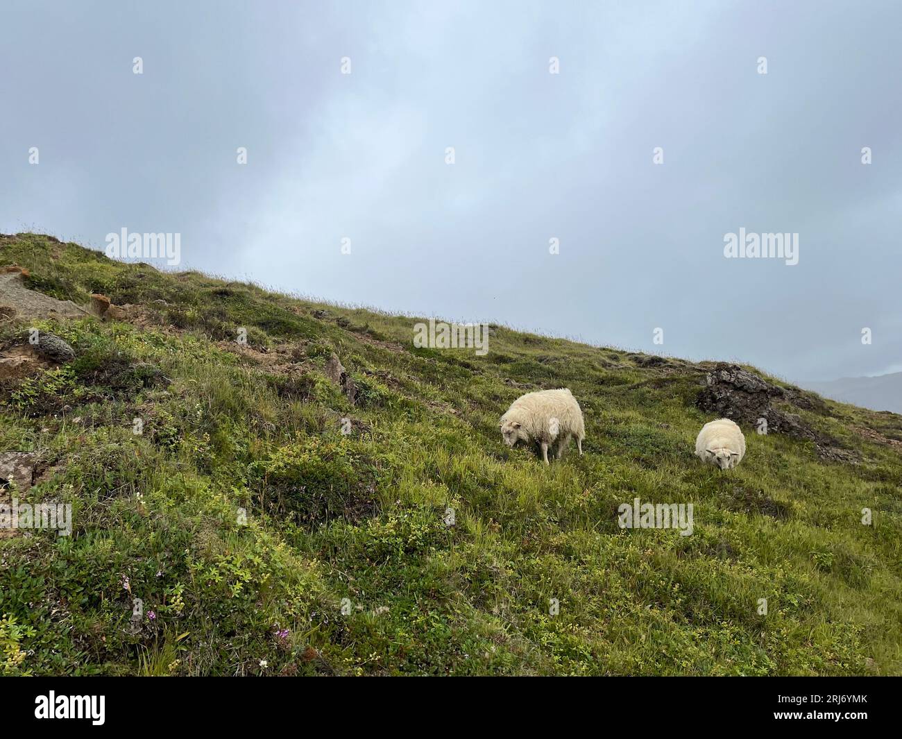 Icelandic sheep grazing on hilltop. The Icelandic[a] is the Icelandic ...