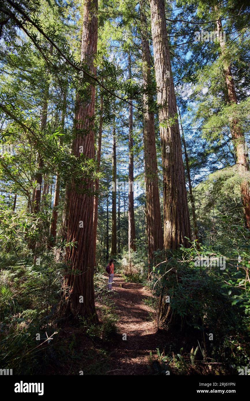 A vertical shot of Deep forest of the grootvadersbosch nature reserve ...