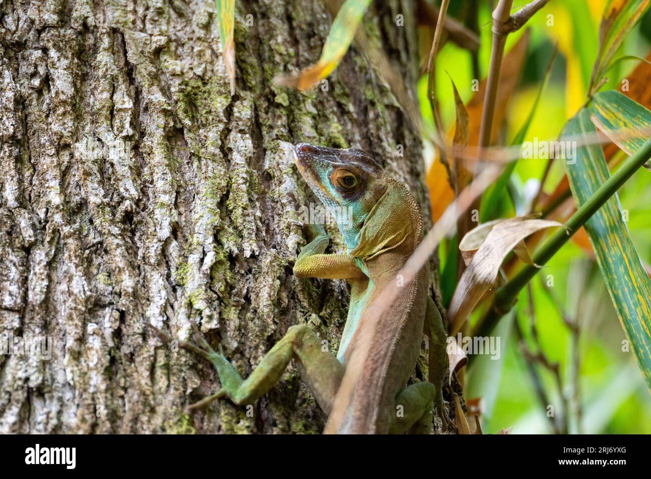 A green iguana lizard on a sun-dappled tree trunk in a lush, natural ...