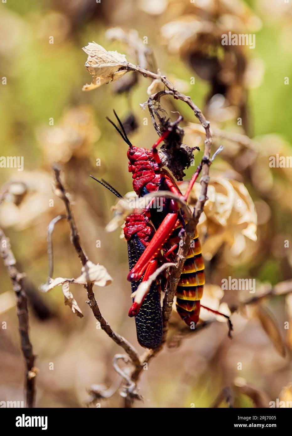 Two brightly colored insects perched on a tree branch Stock Photo - Alamy