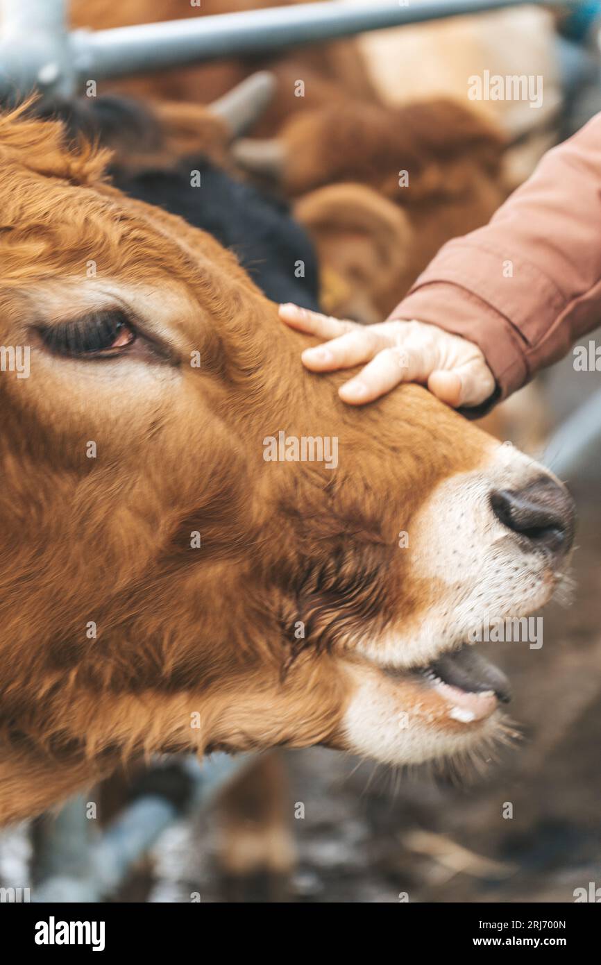 Animal pen hi-res stock photography and images - Alamy