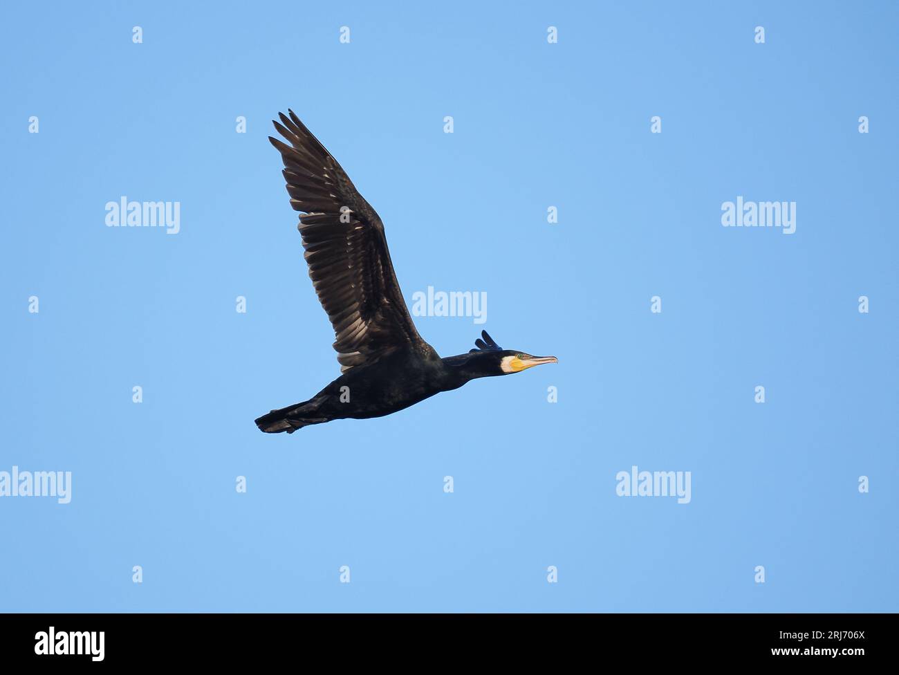 Post breeding cormorants will disperse to a communal roost Stock Photo ...