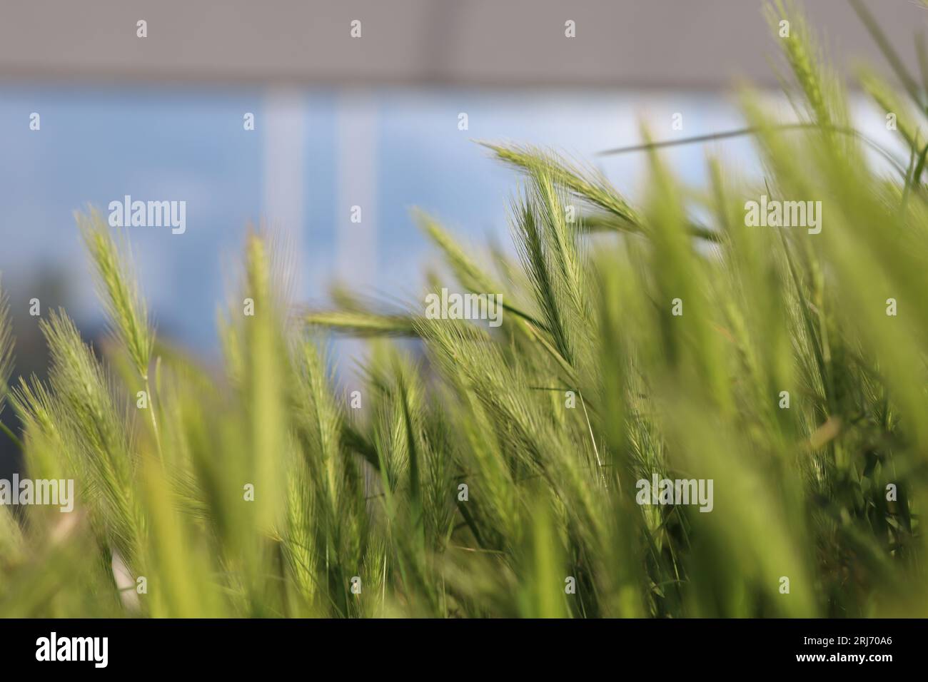 A vivid green field of tall oat plants, with a townscape rising beyond ...
