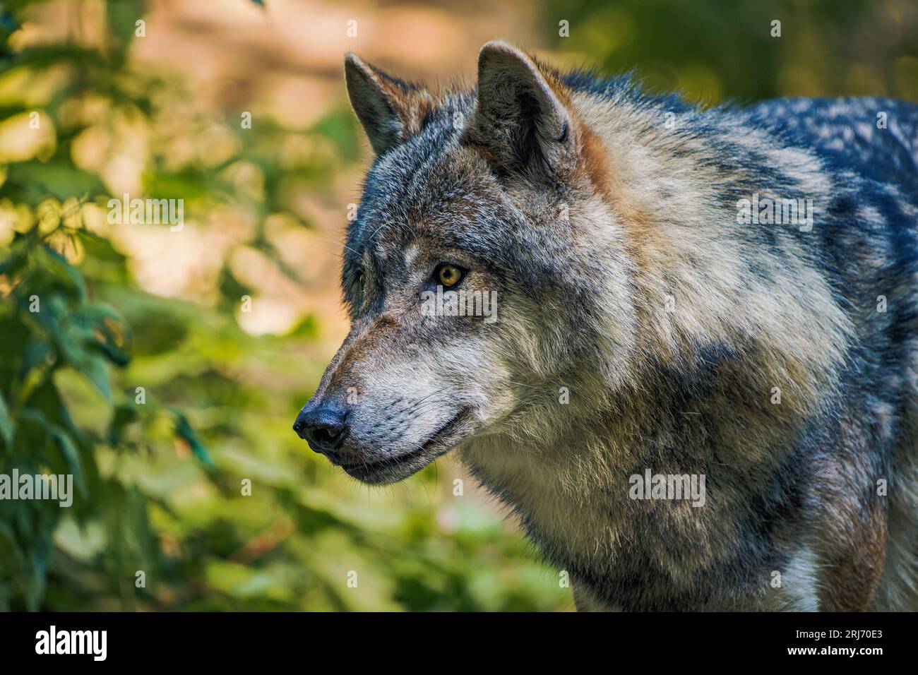 A majestic gray wolf stands atop a grassy hill overlooking a bush-lined ...