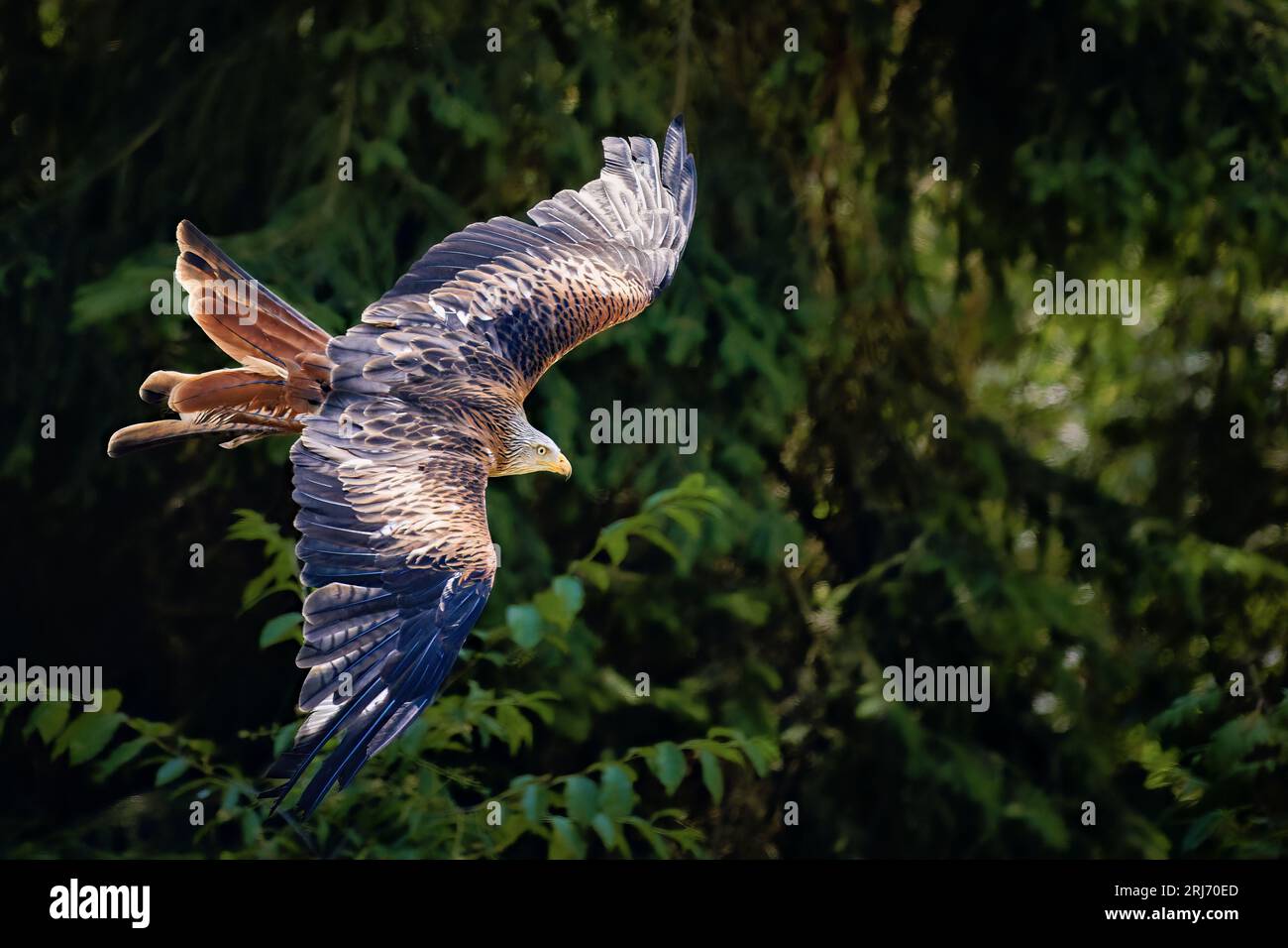 An eagle flying through a dense woodland of trees and foliage Stock ...