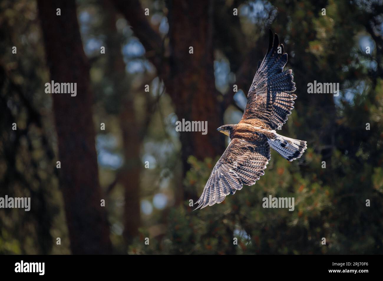 An eagle flying through a dense woodland of trees and foliage Stock ...