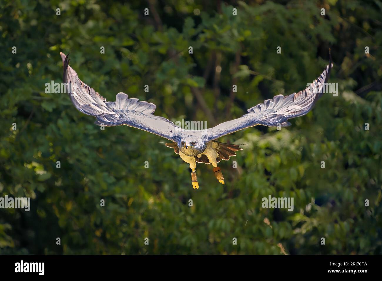 An eagle flying through a dense woodland of trees and foliage Stock ...