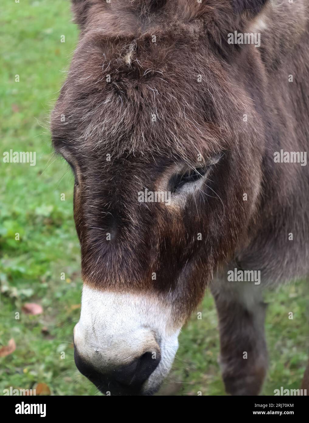 A brown and white spotted donkey stands in a patch of lush green grass ...