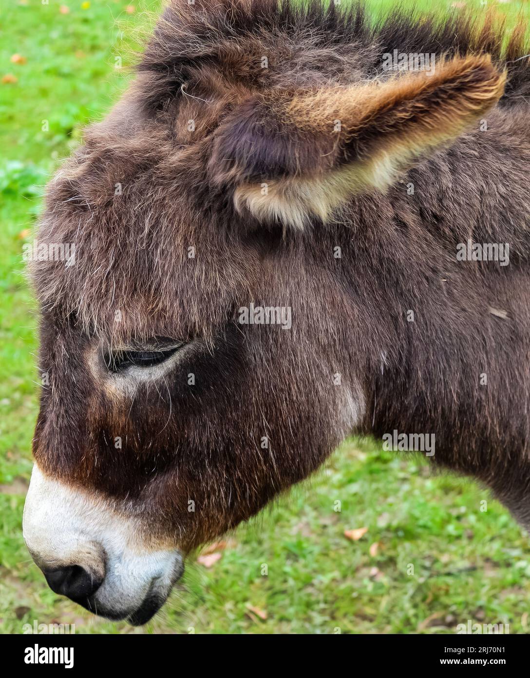 Long hair donkey hi-res stock photography and images - Alamy