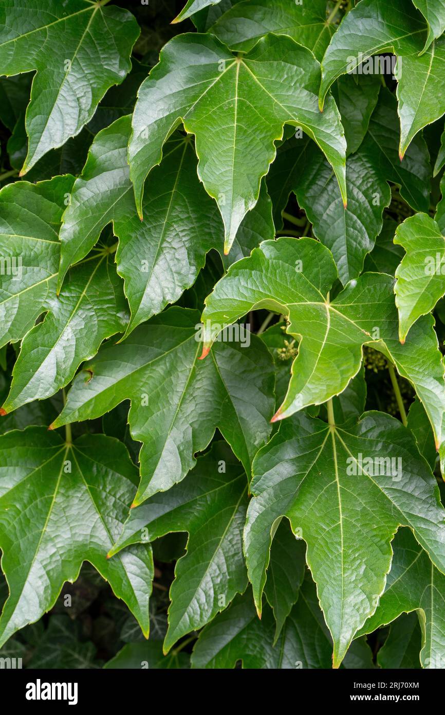 Green leafy background. Weaving ivy plant. Leaves of Japanese Ivy or ...
