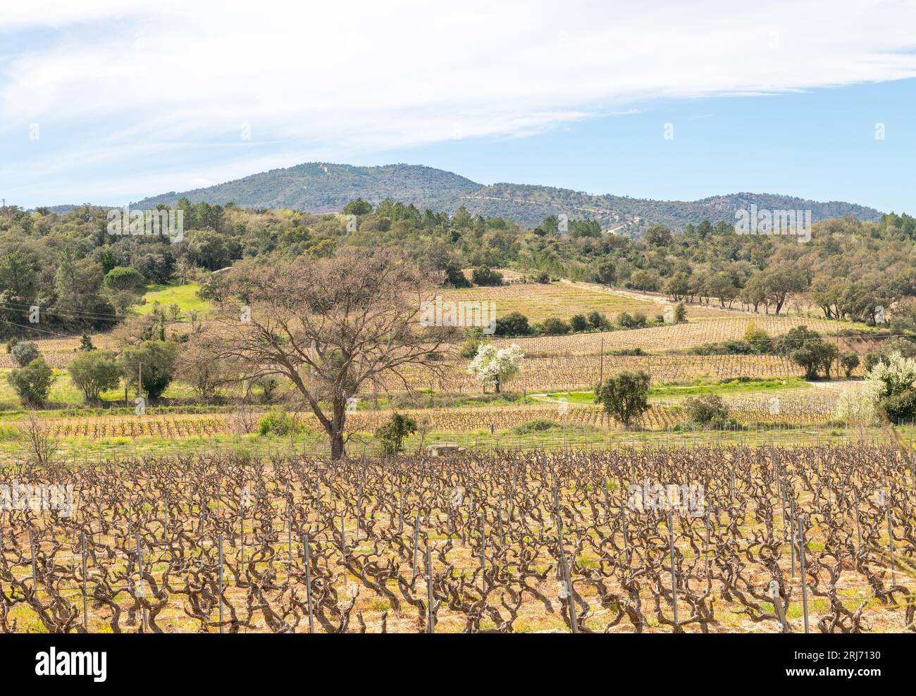 A picturesque landscape of rolling hills and lush vineyards in the ...