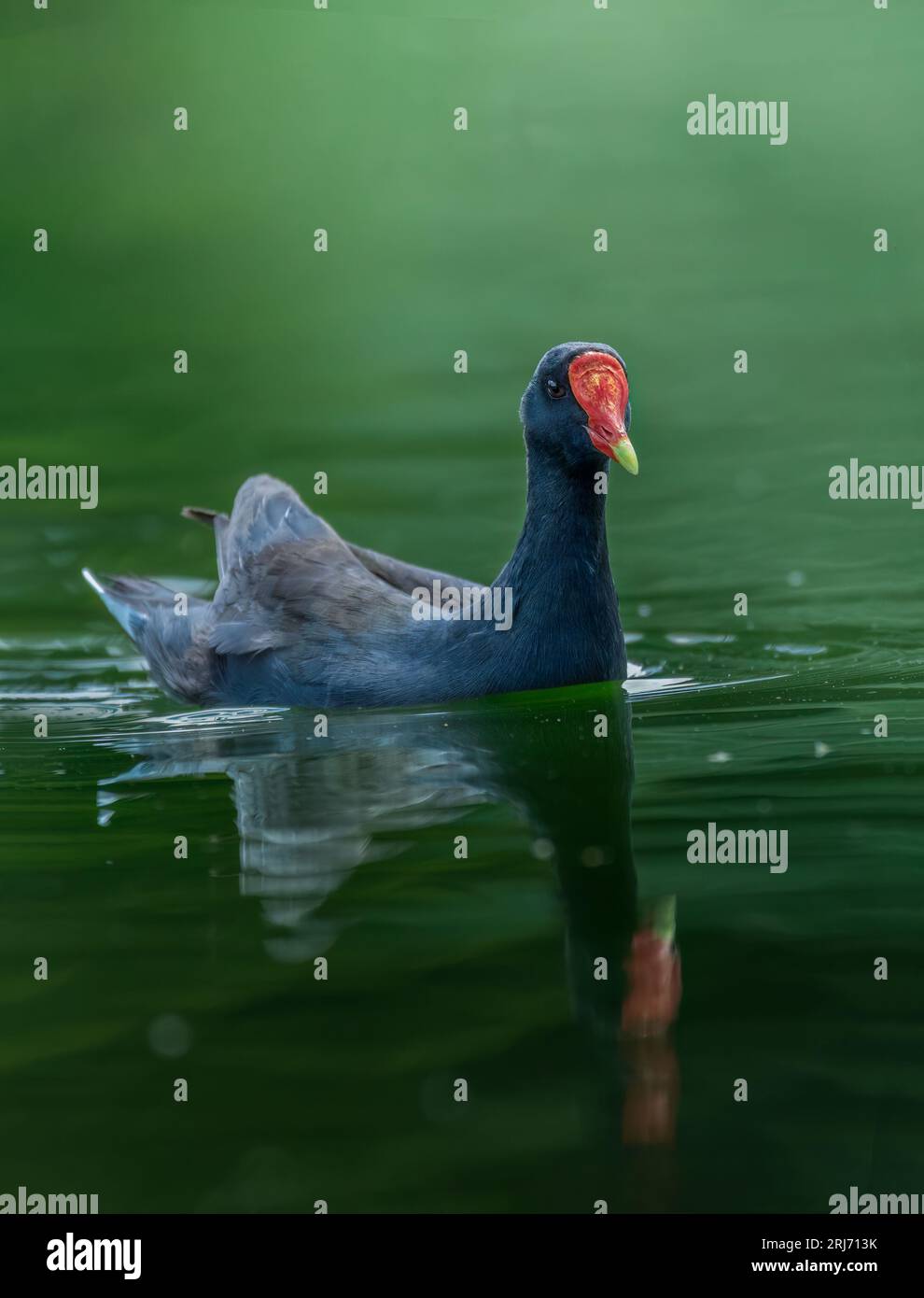 Moorhen head macro hi-res stock photography and images - Alamy