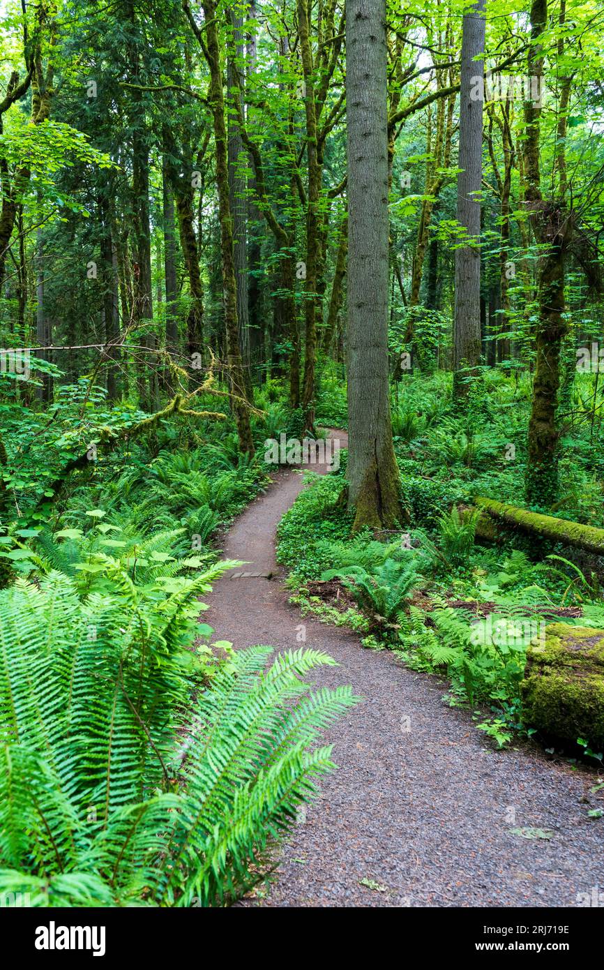 A scenic wooded path featuring lush greenery and towering trees ...
