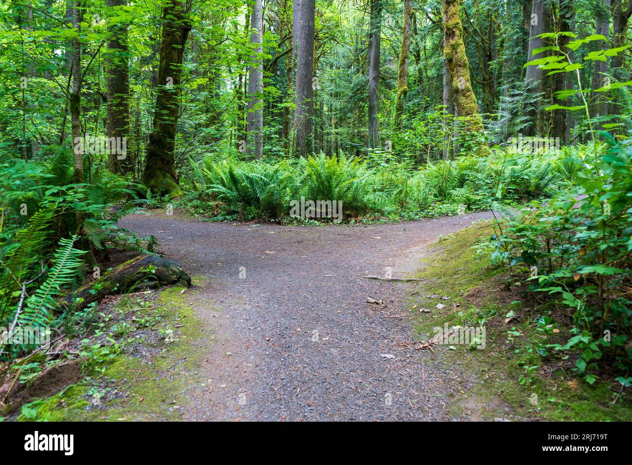 A scenic pathway winds through a lush green forest featuring vegetation ...
