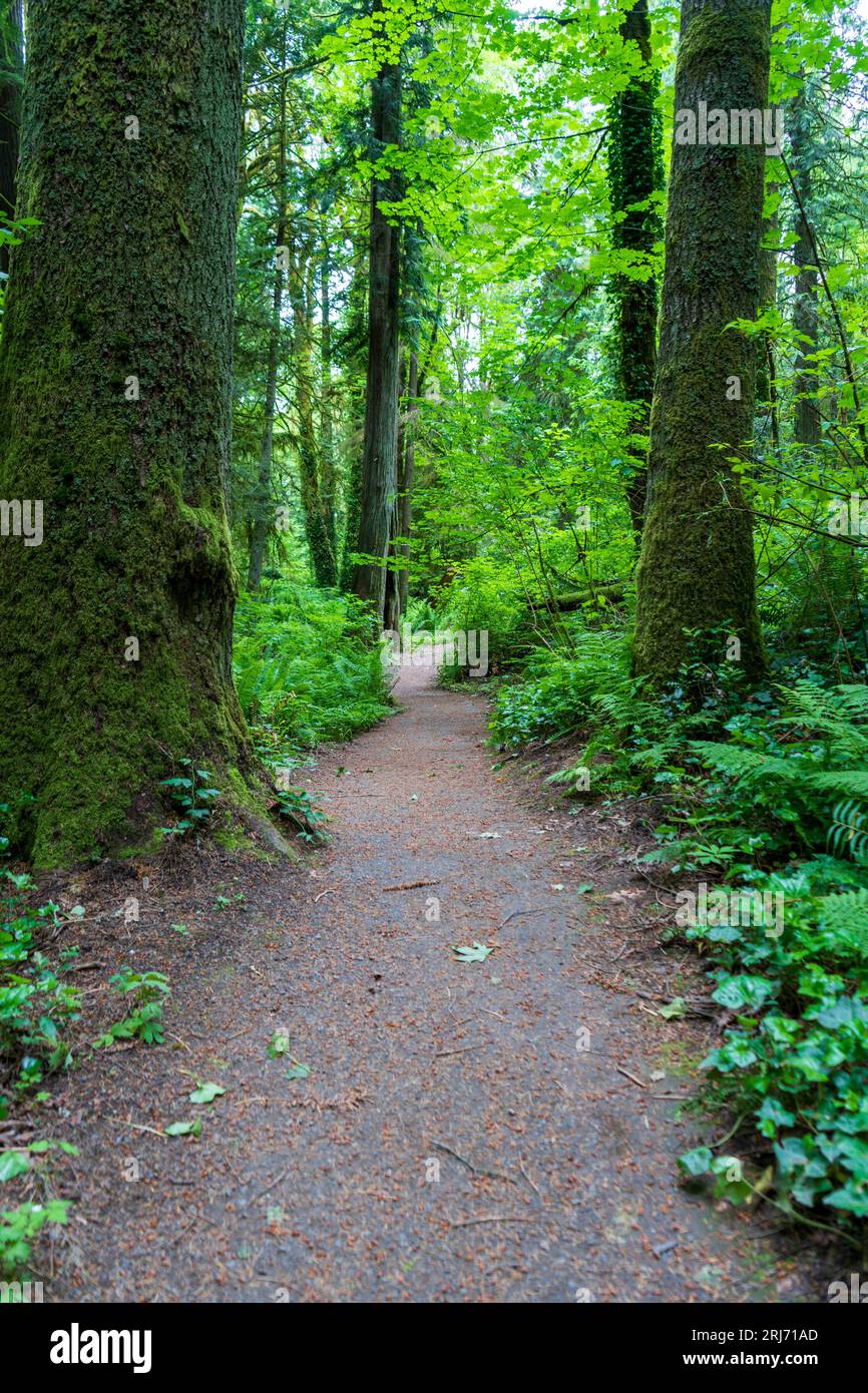 An idyllic scene of a winding path flanked by towering trees in a lush ...