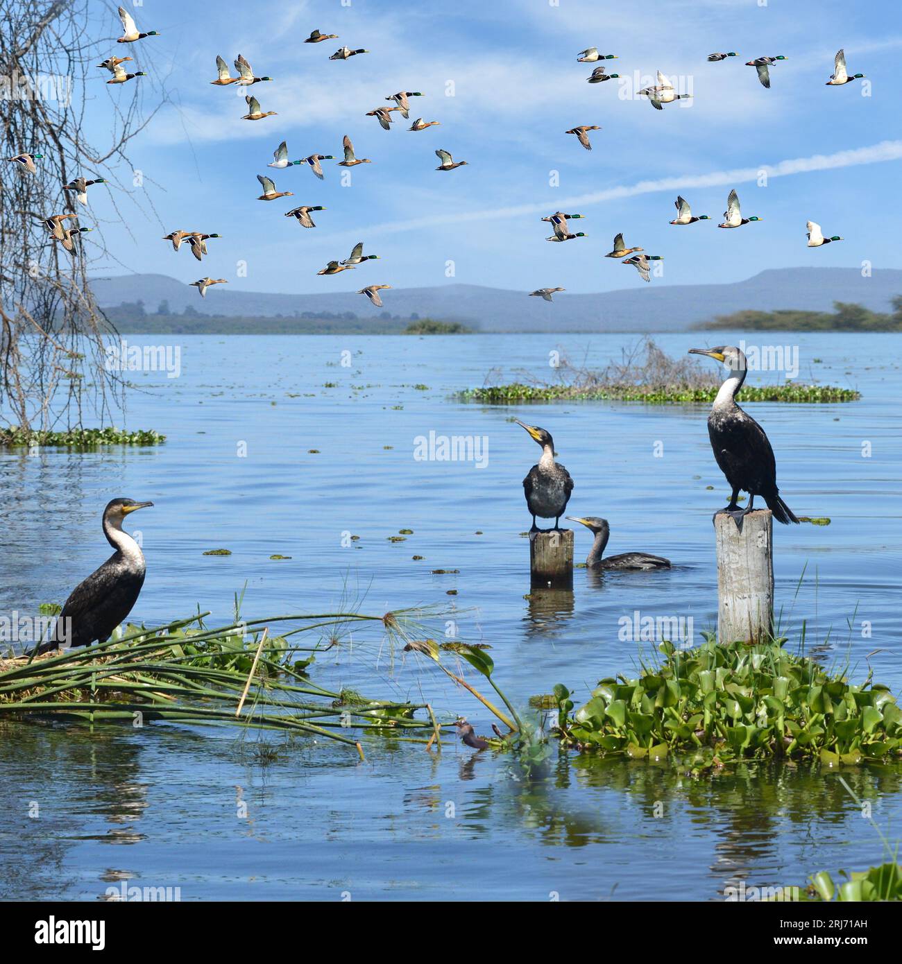 Cluster of birds hi-res stock photography and images - Alamy