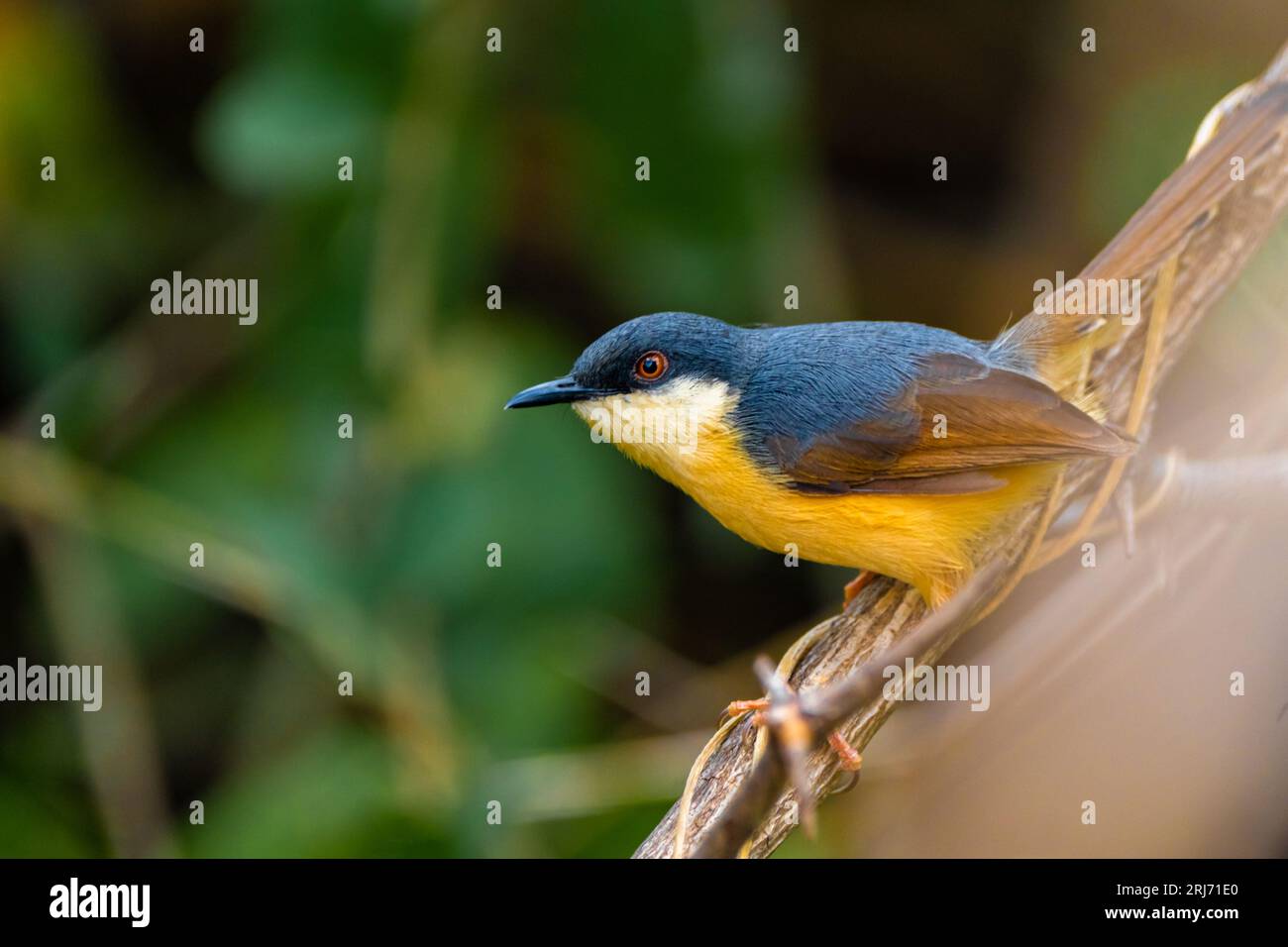 A vibrant Ashy Prinia bird perched on a tree branch is captured in ...