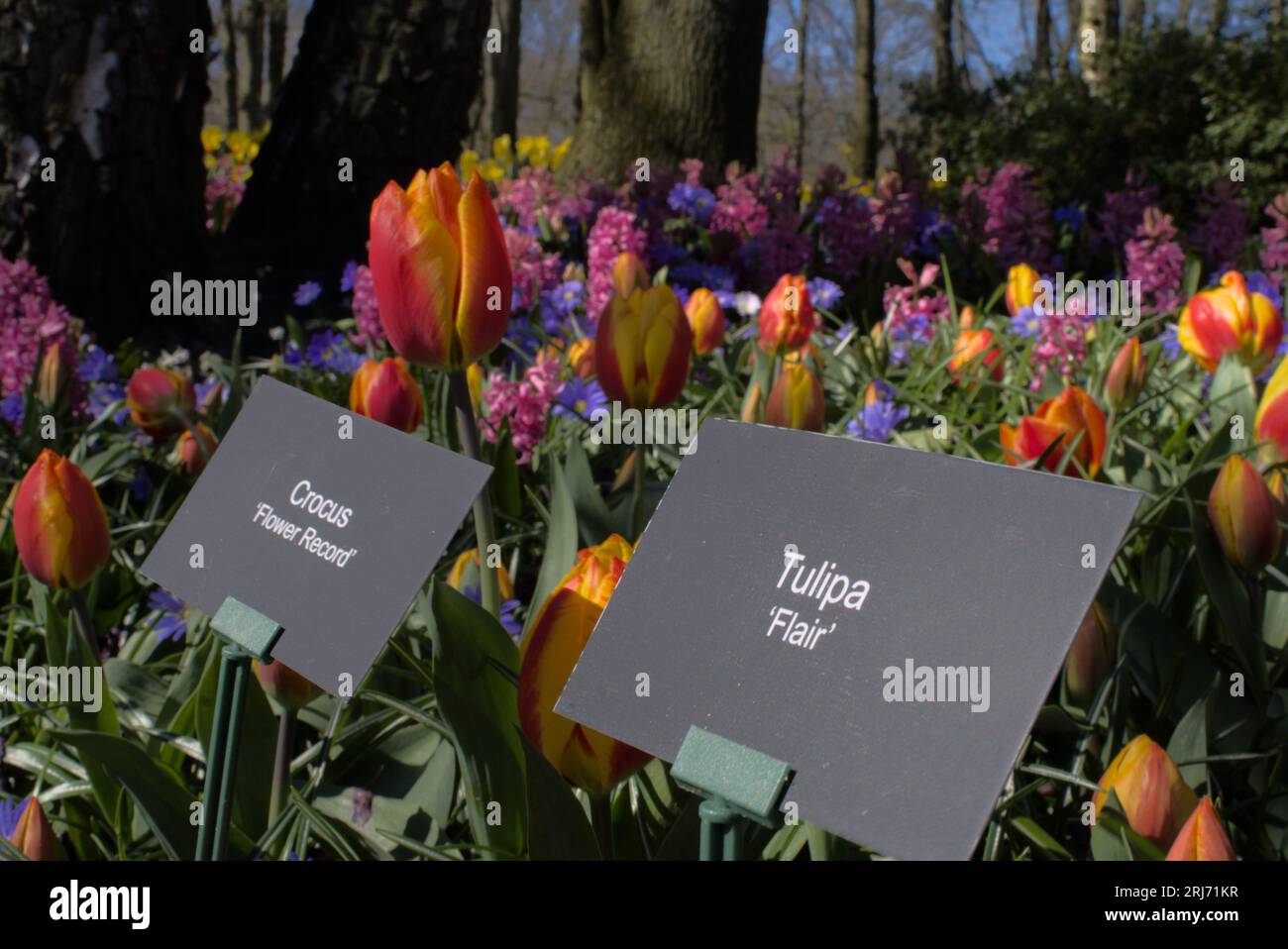 A display of colorful tulips for sale featuring a sign with a variety ...