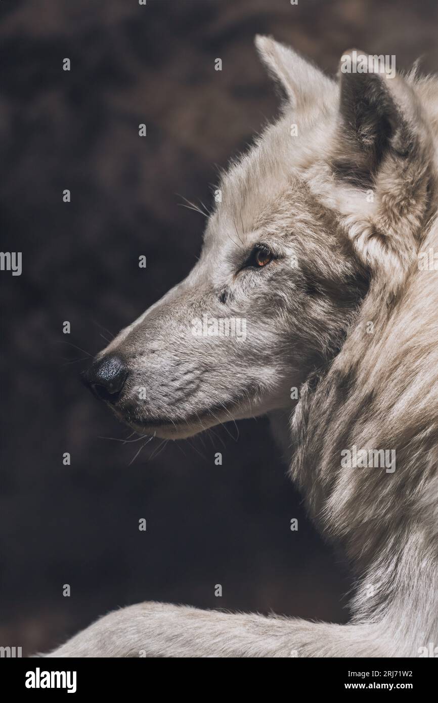 Hokkaido wolf hi-res stock photography and images - Alamy